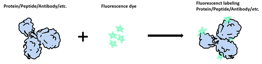 Fluorescence Labeling - Bioconjugation / BOC Sciences