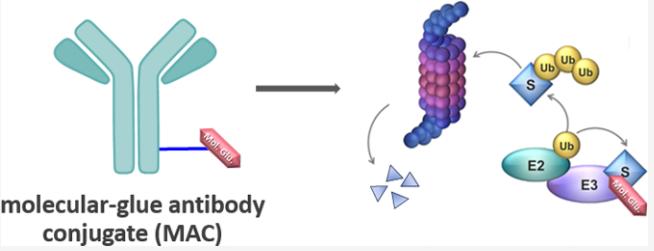 Molecular Glue–Antibody Conjugate (MAC) - BOC Sciences