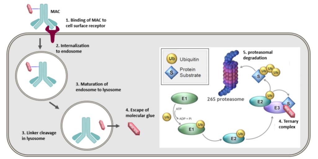 Molecular Glue–Antibody Conjugate (MAC) - BOC Sciences