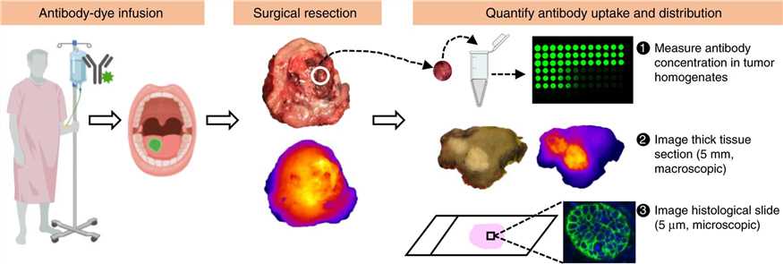 Fluorescent Dye Conjugation Guide - BOC Sciences